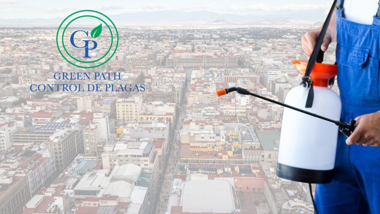 Control de plagas en CDMX: consejos de expertos para prevenir...